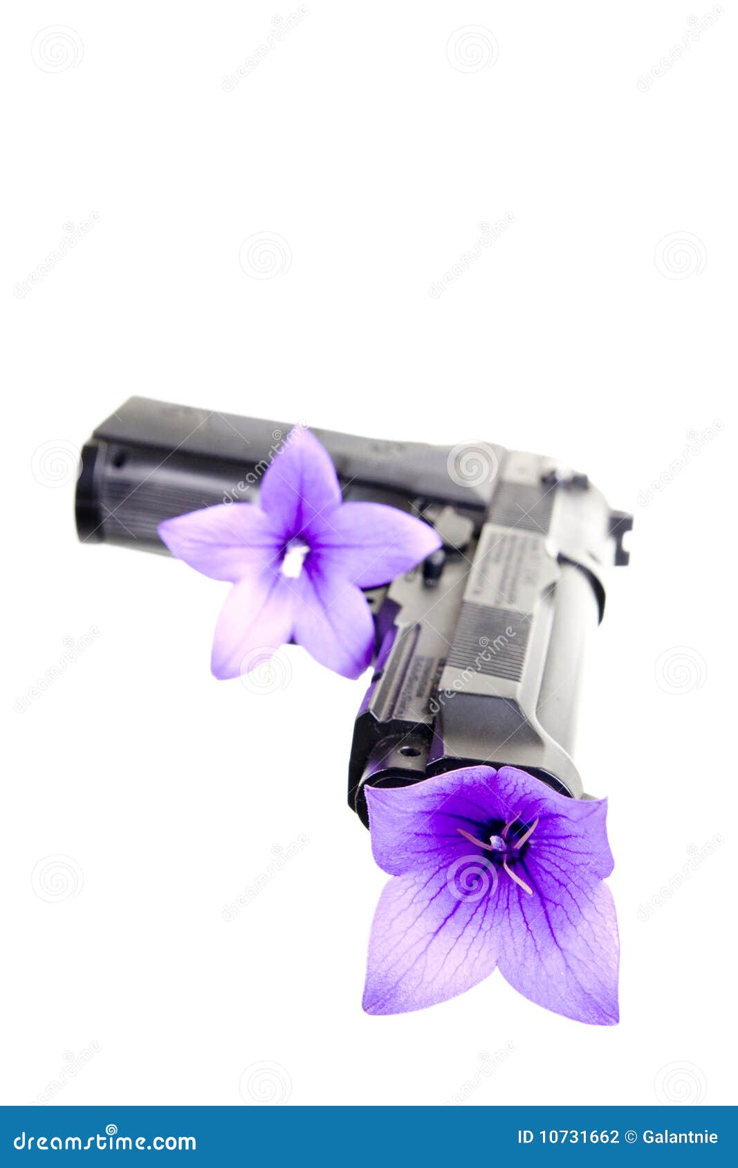 Gun and flower stock photo. Image of peace, injury, conflict - 10731662