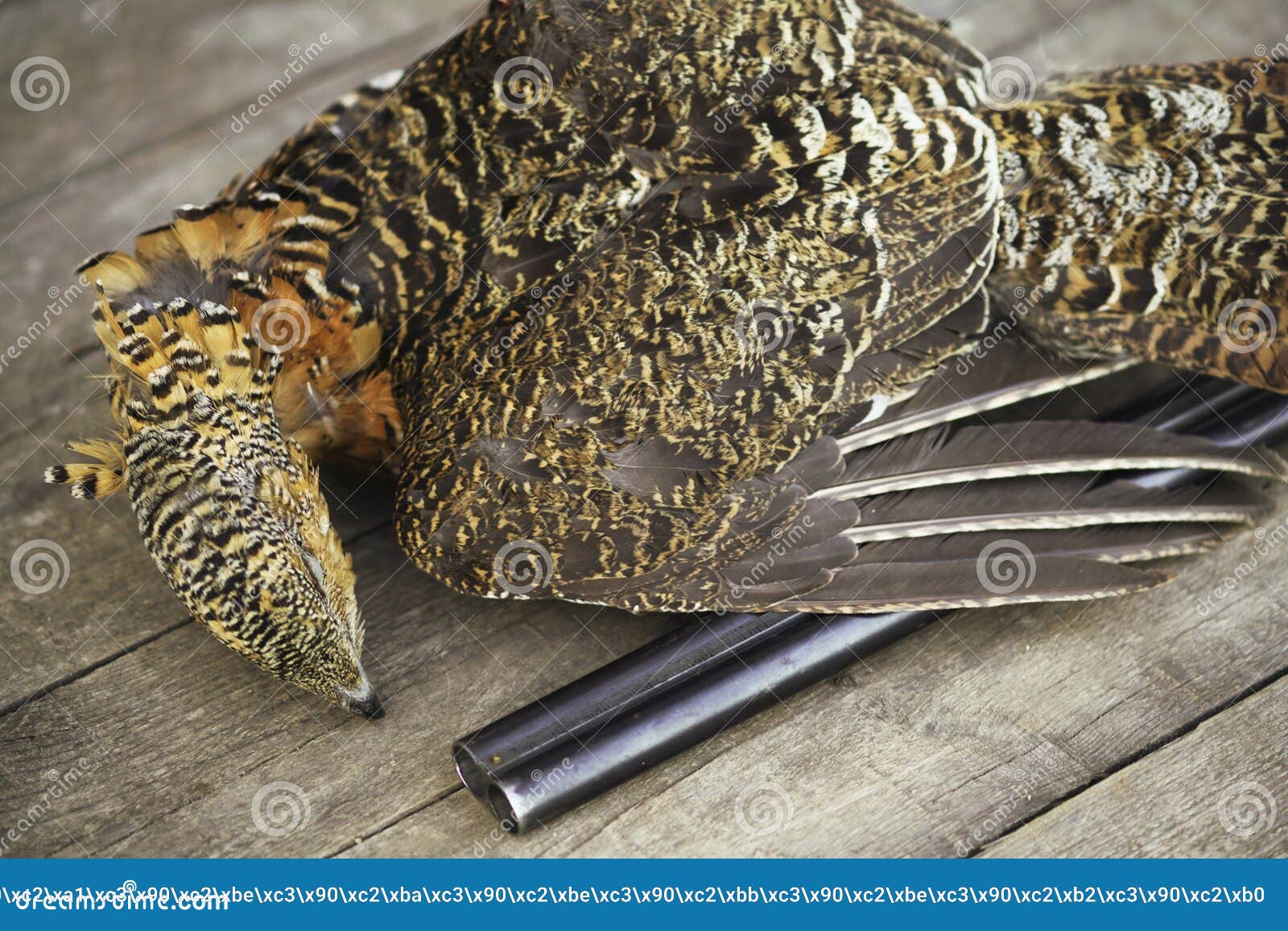 The Gun Killed the Bird Hunters, Prey, Capercaillie Stock Image - Image ...