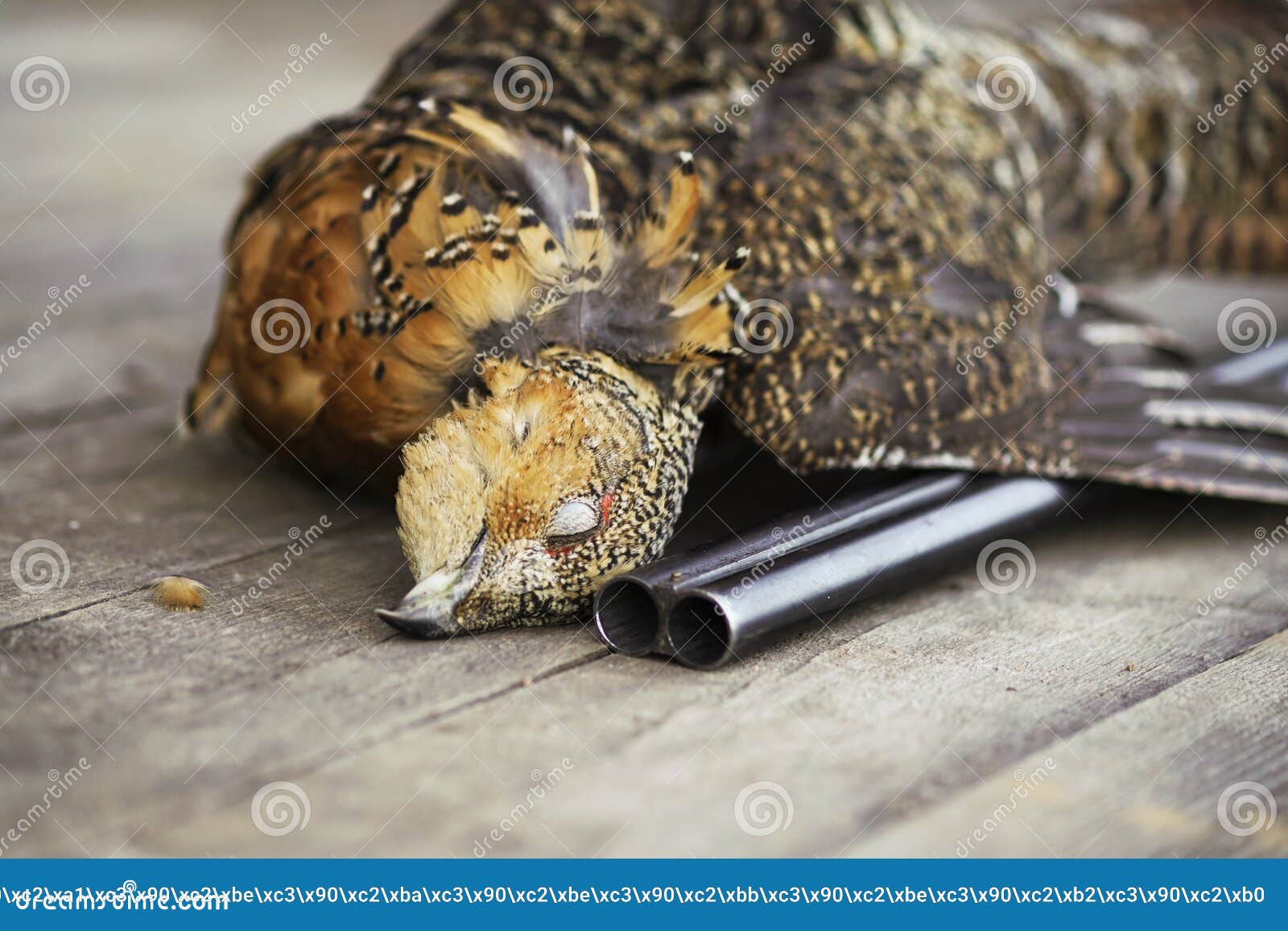 The Gun Killed the Bird Hunters, Prey, Capercaillie Stock Photo - Image ...