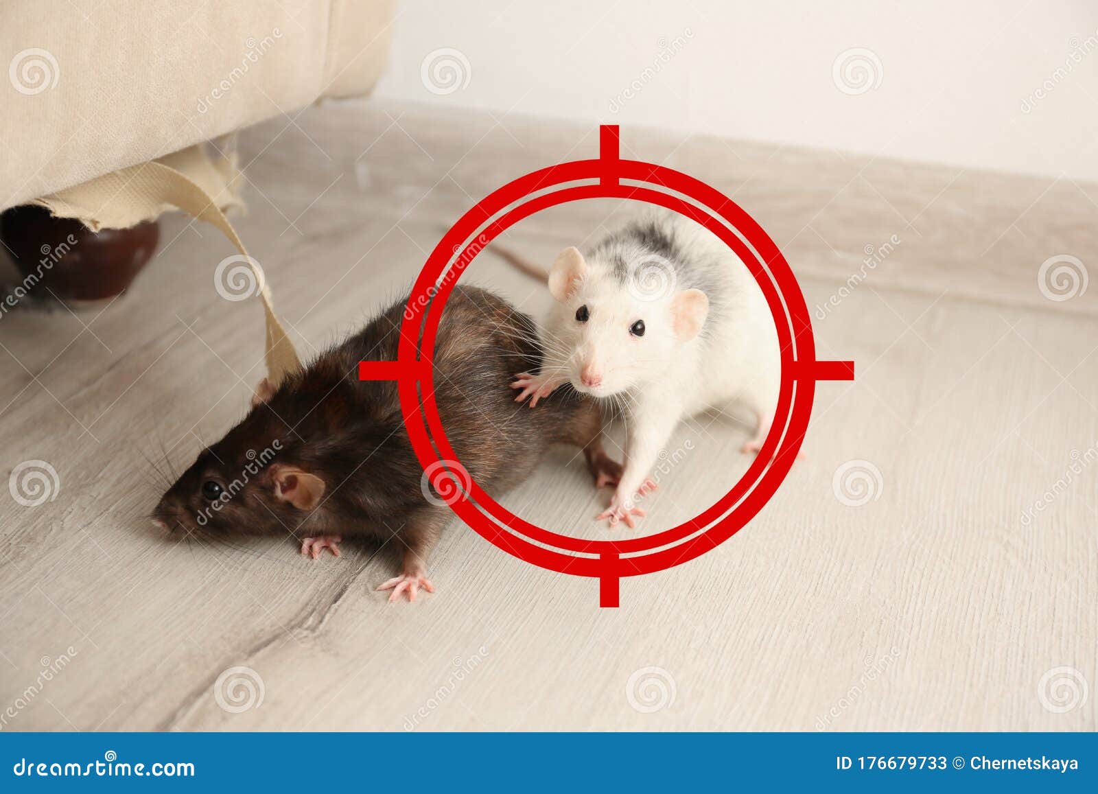Gun Target on Rats. Pest Control Stock Image - Image of color ...