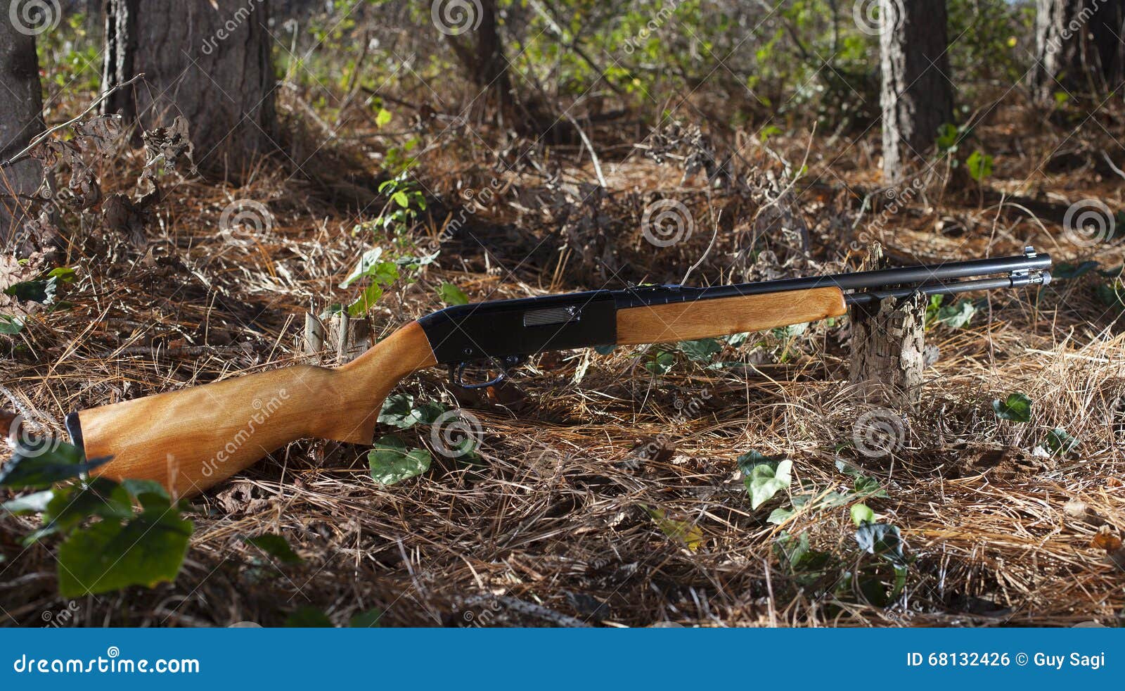 Gun and trees stock photo. Image of needles, barrel, rifle - 68132426