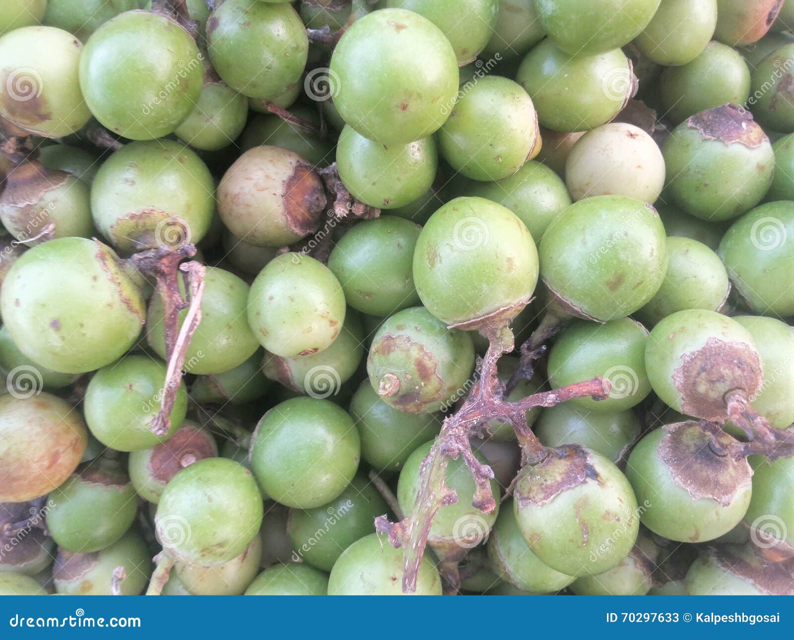 Gunda stock image. Image of close, dela, bird, gunda - 70297633