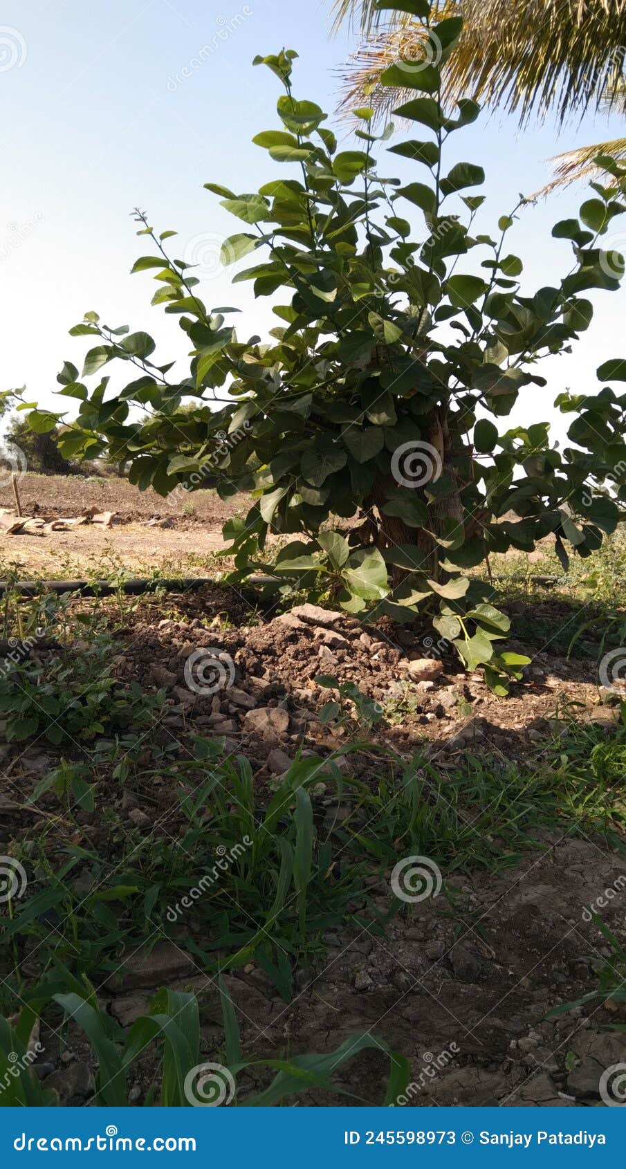 Gunda Tree Photos - Free & Royalty-Free Stock Photos from Dreamstime