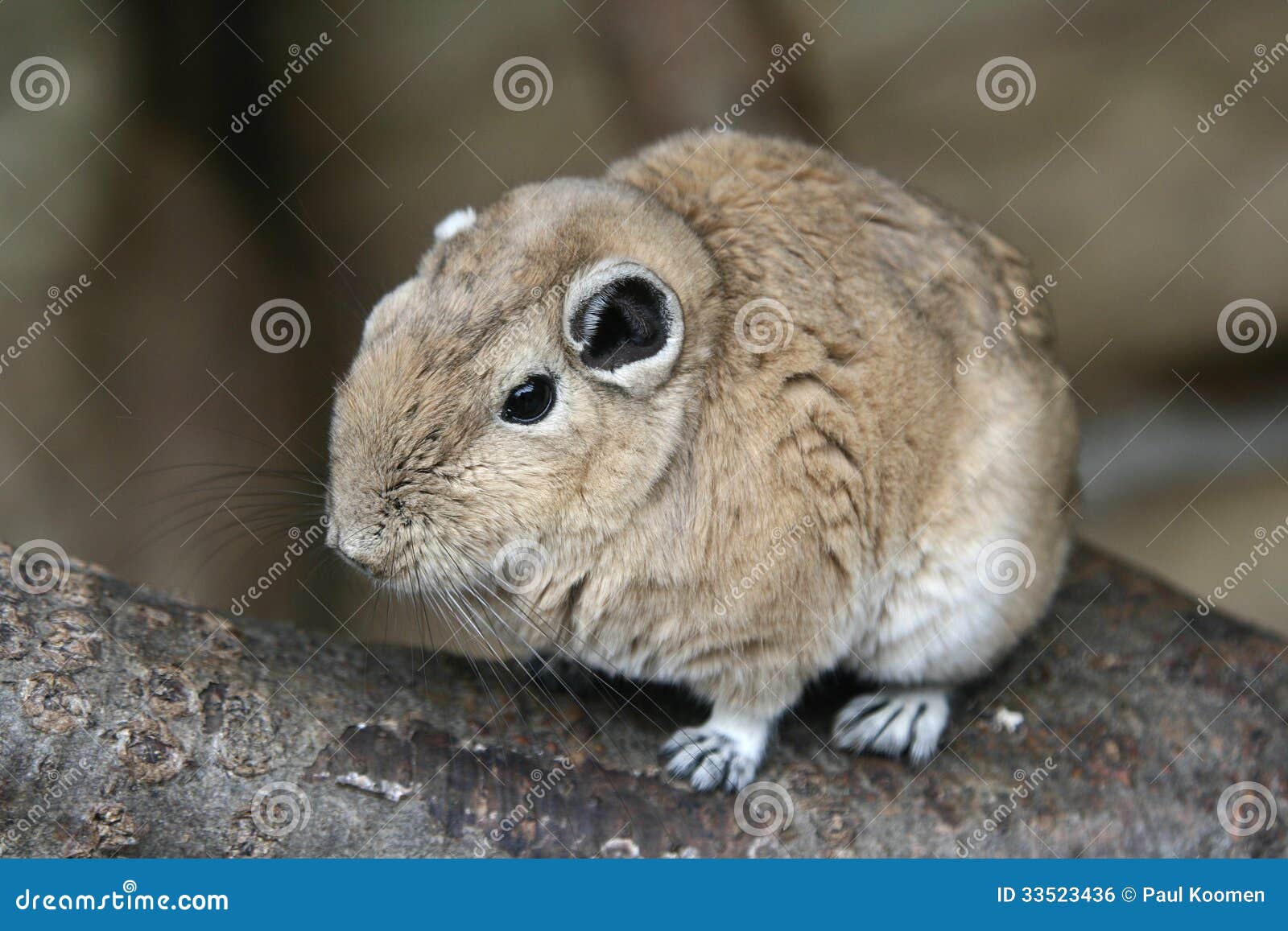 Gundi foto de archivo. Imagen de salvaje, rata, herbivoro - 33523436