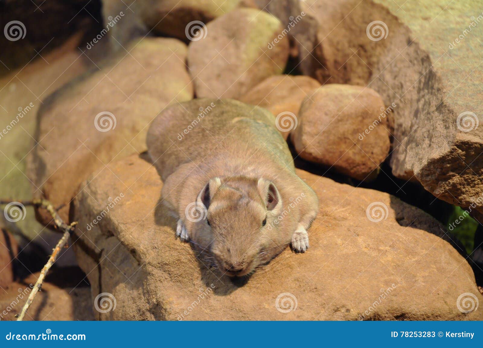 Gundi stock image. Image of sahara, stocky, rodent, cute - 78253283
