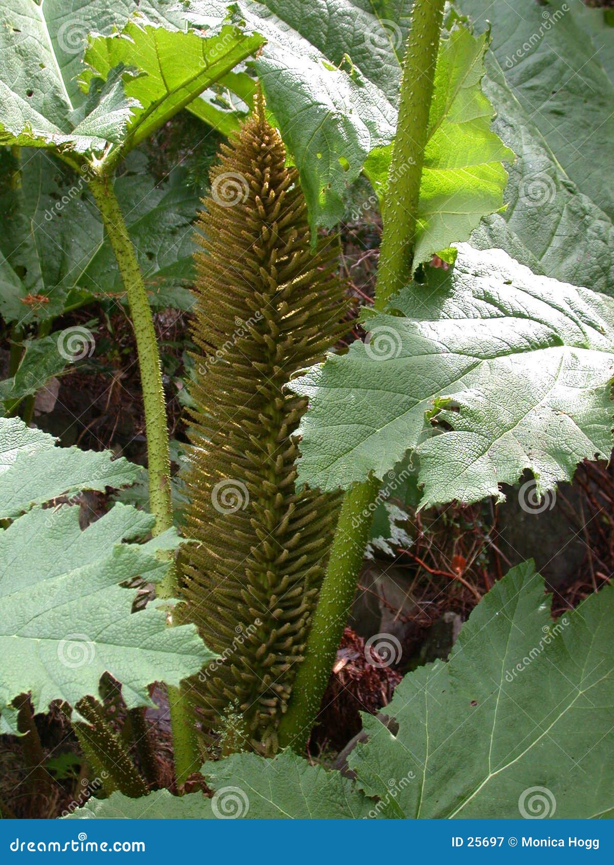 Gunnera flower stock image. Image of genus, flowers, tropical - 25697