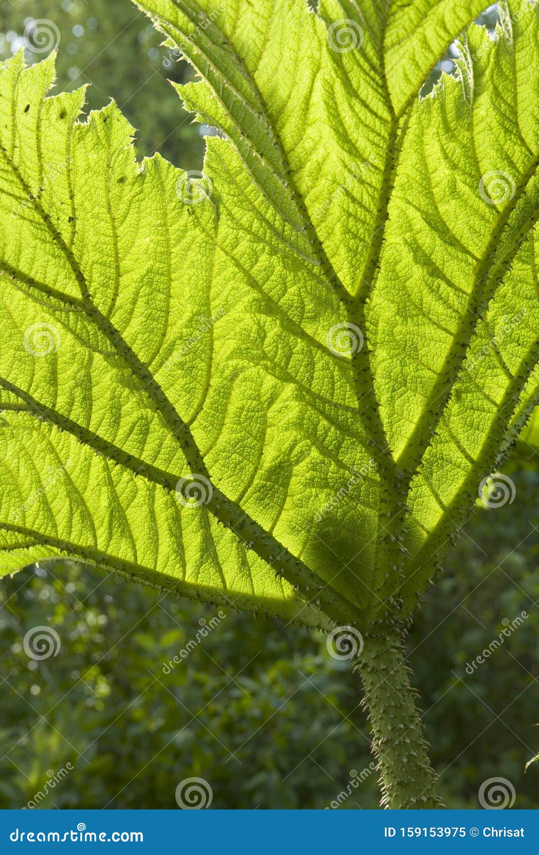 Gunnera stock image. Image of closeup, england, garden - 159153975