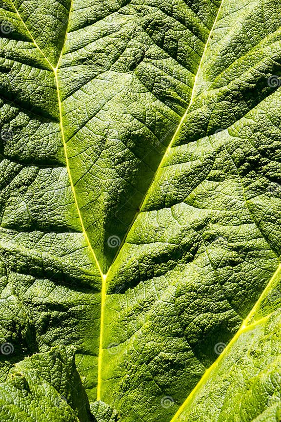 Gunnera Leaf Full Frame Background Stock Photo - Image of frame ... Gunnera Leaf Full Frame Background Stock Photo - Image of frame ...