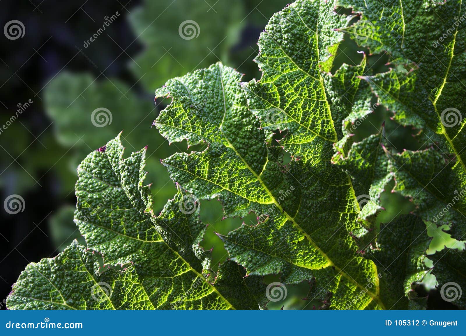 Gunnera Leaves stock photo. Image of plant, gunnera, mottled - 105312