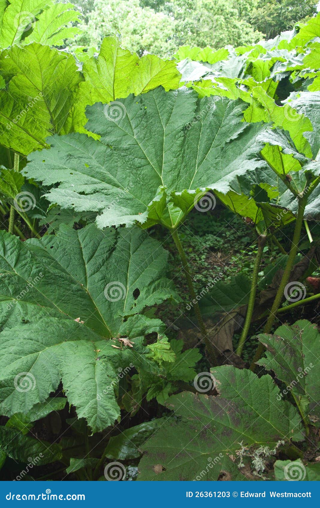 Gunnera manicata stock image. Image of manicata, giant - 26361203