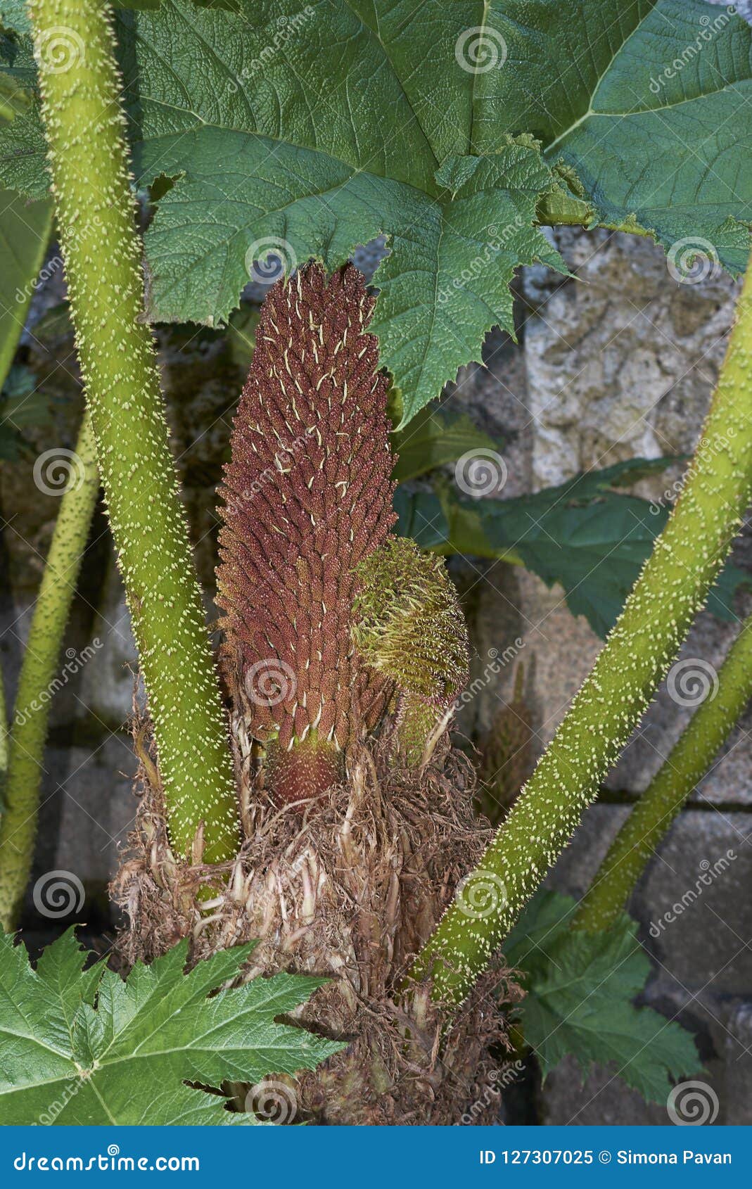 Reddish Inflorescence of Gunnera Manicata Stock Image - Image of ...