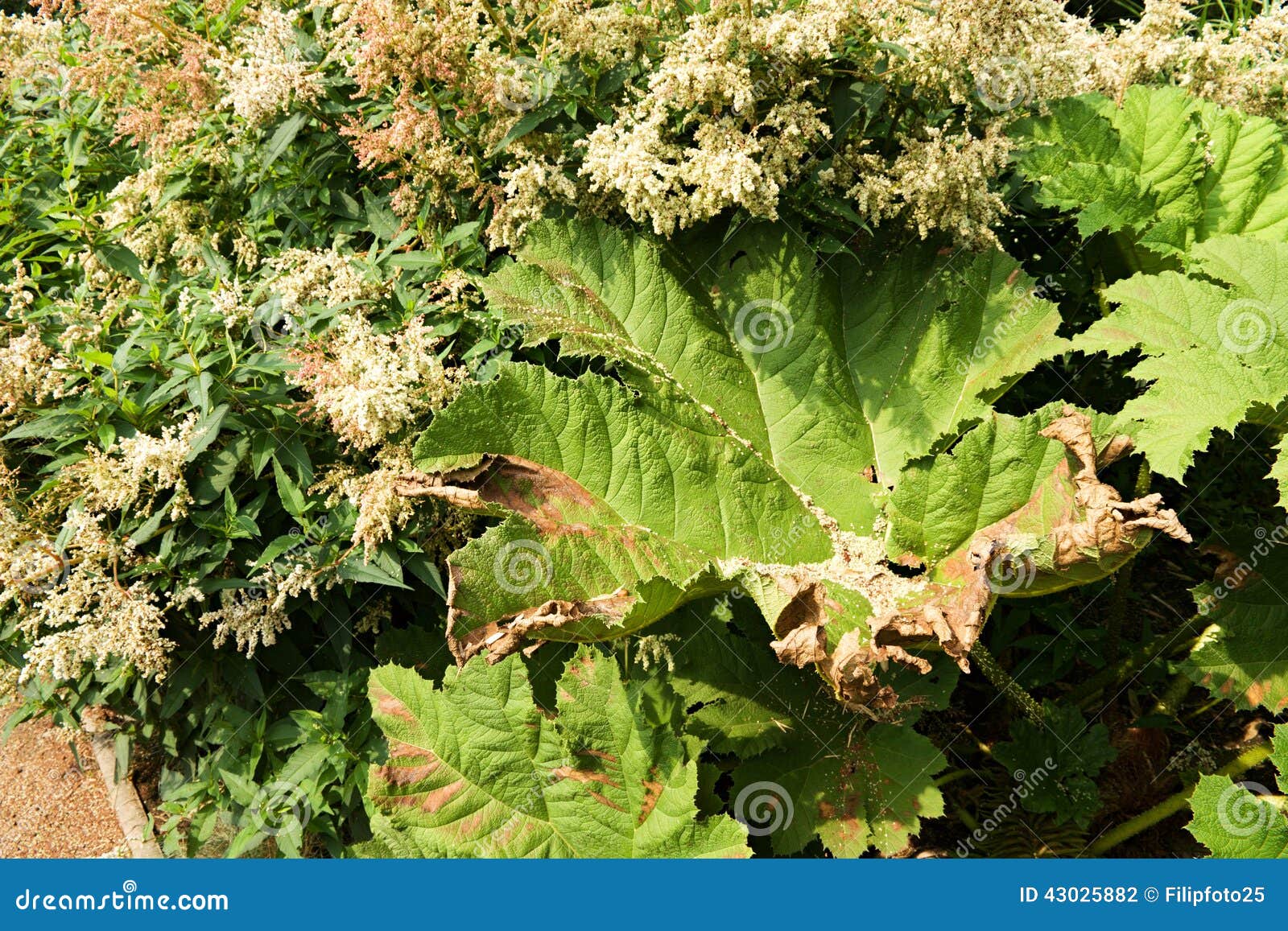 Gunnera manicata stock photo. Image of herbaceous, outside - 43025882