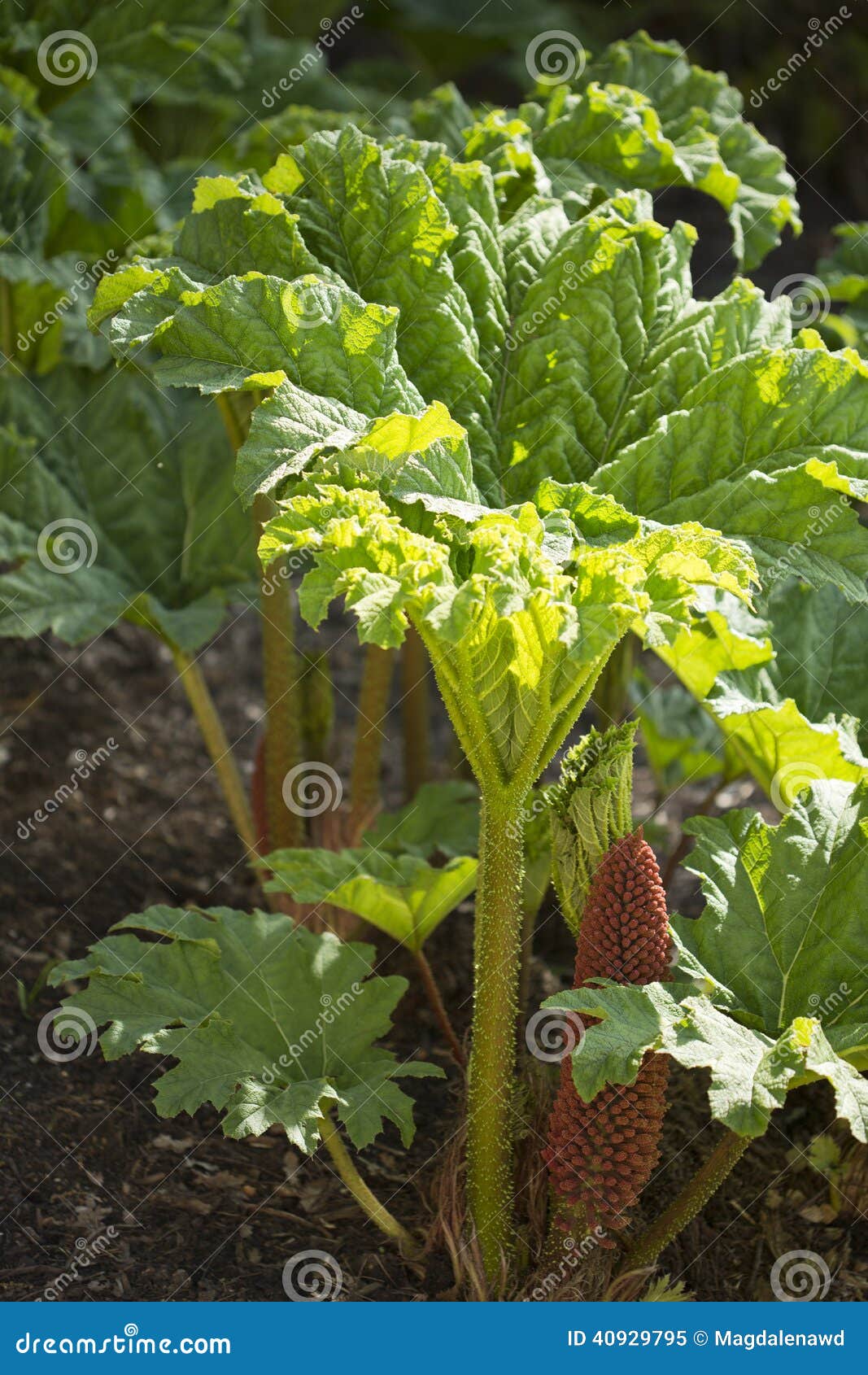 Gunnera manicata stock image. Image of plants, exterior - 40929795