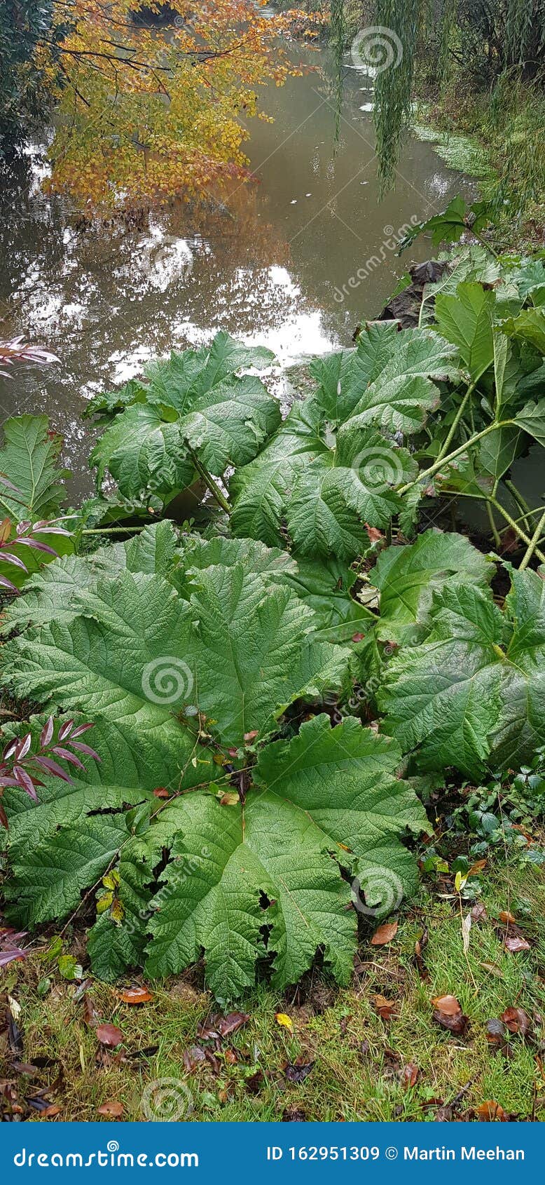 Gunnera Plant beside a Natural Pond. Stock Image - Image of evergreen ...
