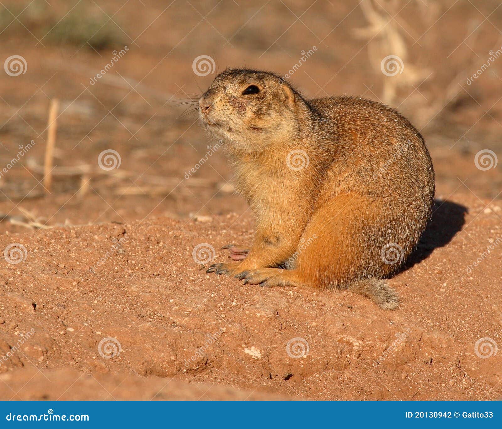 Gunnison S Prairie Dog at Den Stock Photo - Image of outdoors, rodent ...
