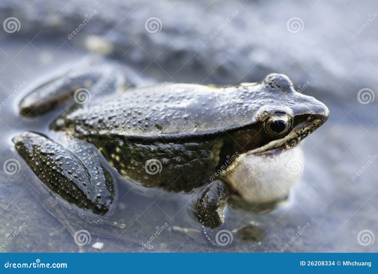 Gunther s frog stock photo. Image of maryland, eyed, environment - 26208334