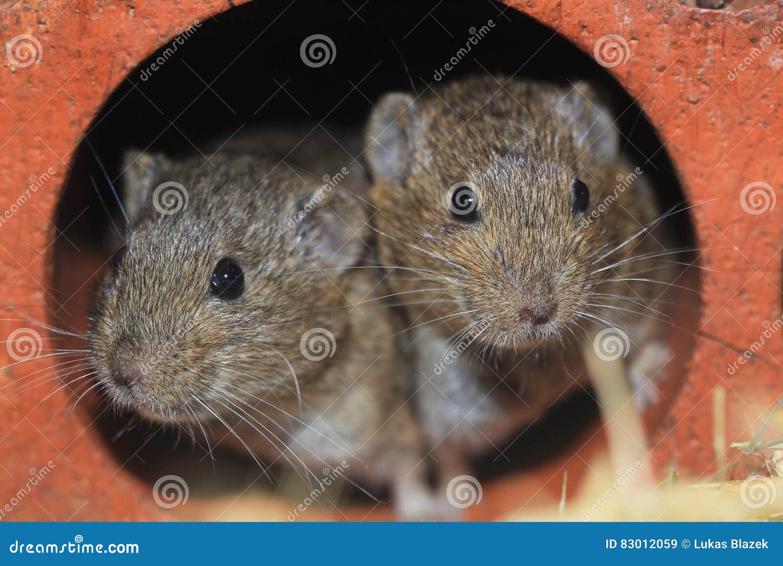 Gunther vole stock image. Image of vole, animal, nature - 83012059