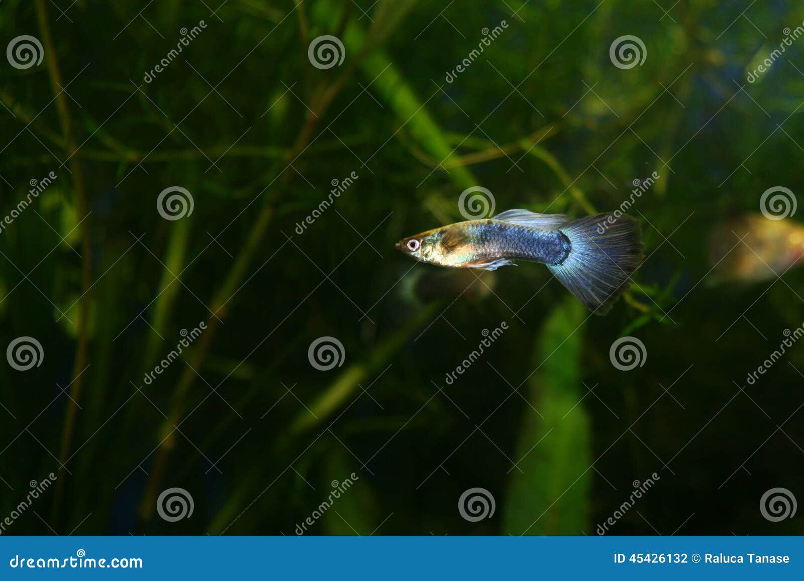 Guppy stock photo. Image of tank, scales, tale, guppy - 45426132