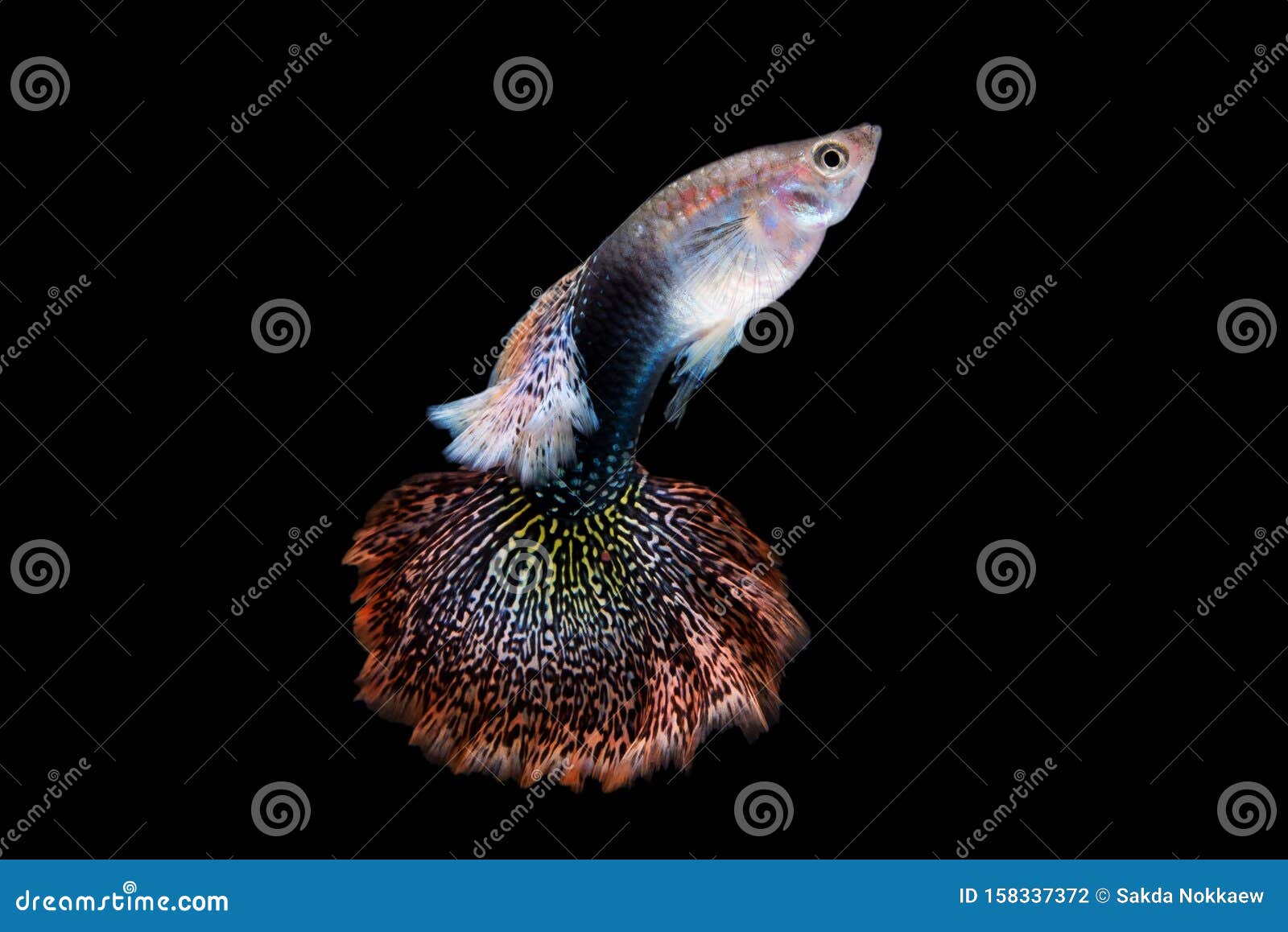 Guppy Fish on Back Blackground Stock Photo - Image of skin, macro ...