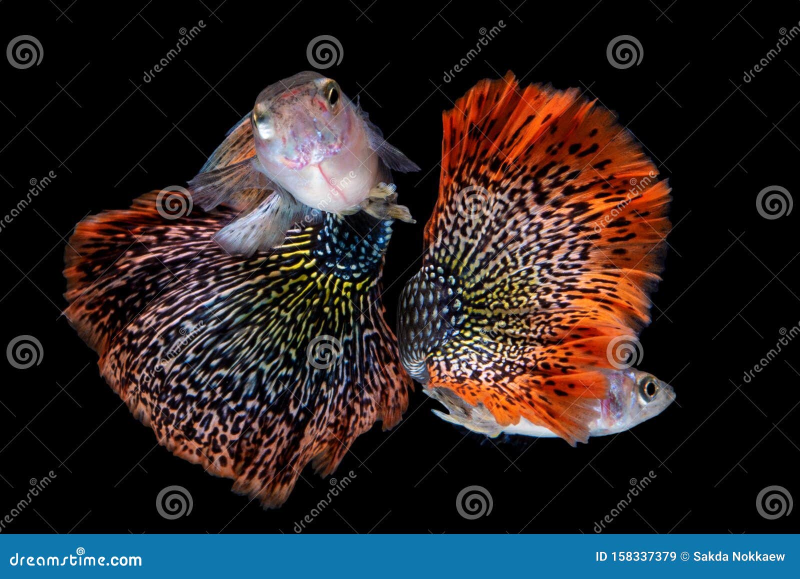 Guppy Fish on Back Blackground Stock Image - Image of side, reticulata ...