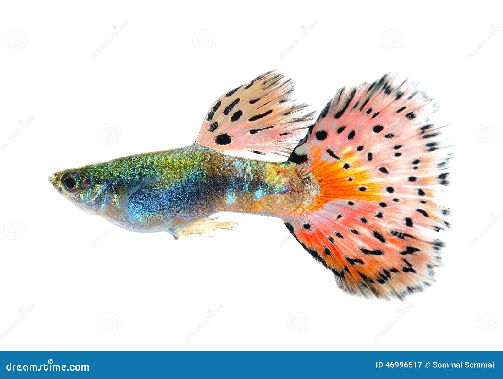 Guppy Fish on Black Background Stock Image - Image of tropical ...