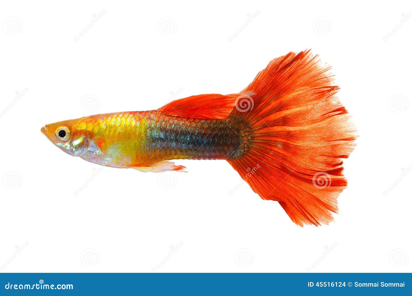 1,137 Background Guppy White Stock Photos - Free & Royalty-Free Stock ...