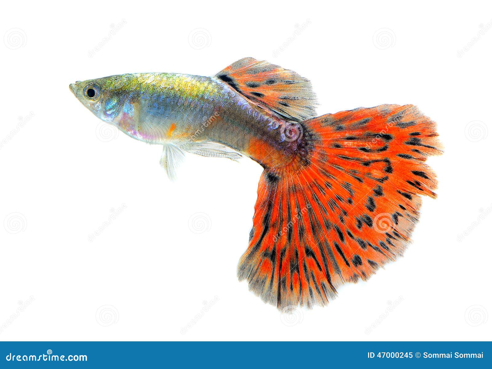 Guppy Fish Isolated on White Background Stock Image - Image of male ...