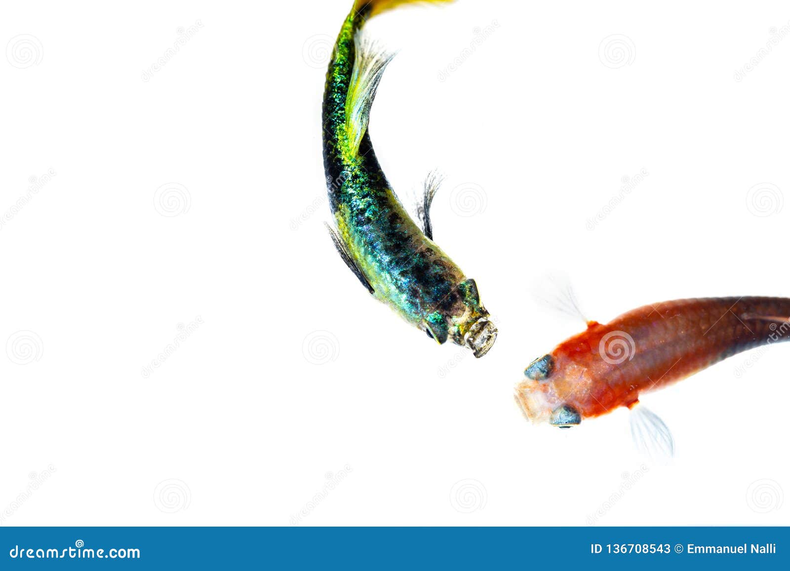 Guppy fish overhead shot stock image. Image of cyan - 136708543