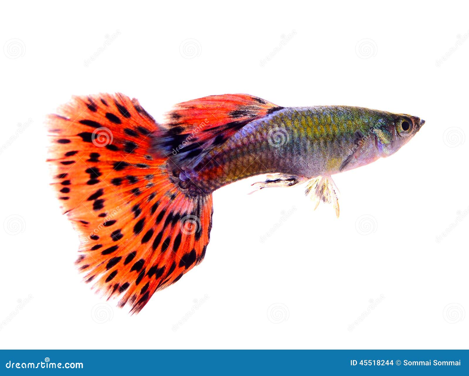 Guppy Fish on White Background Stock Photo - Image of orange, fresh ...