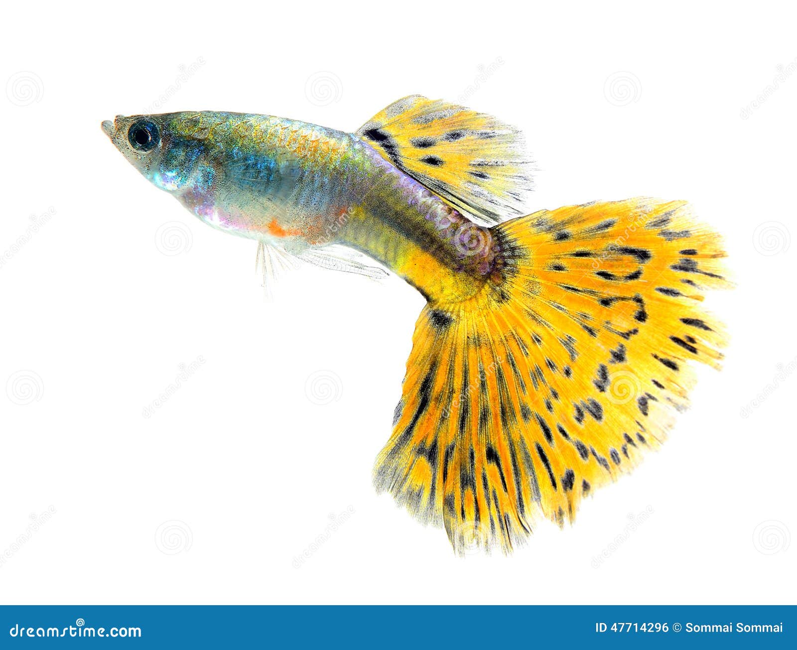 Guppy Fish on White Background Stock Photo - Image of fashion ...