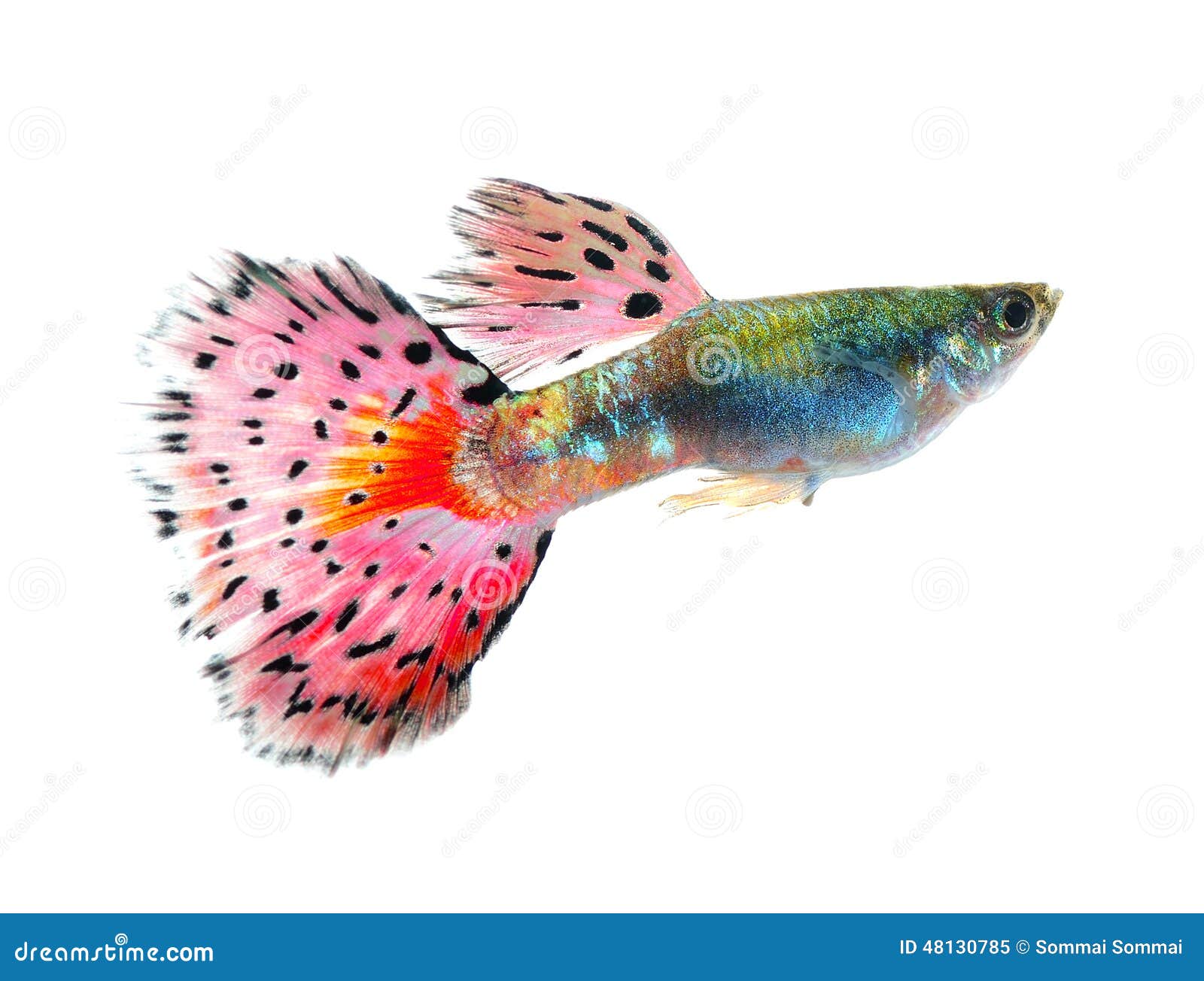 Guppy Fish on White Background Stock Image - Image of lace, guppy: 48130785