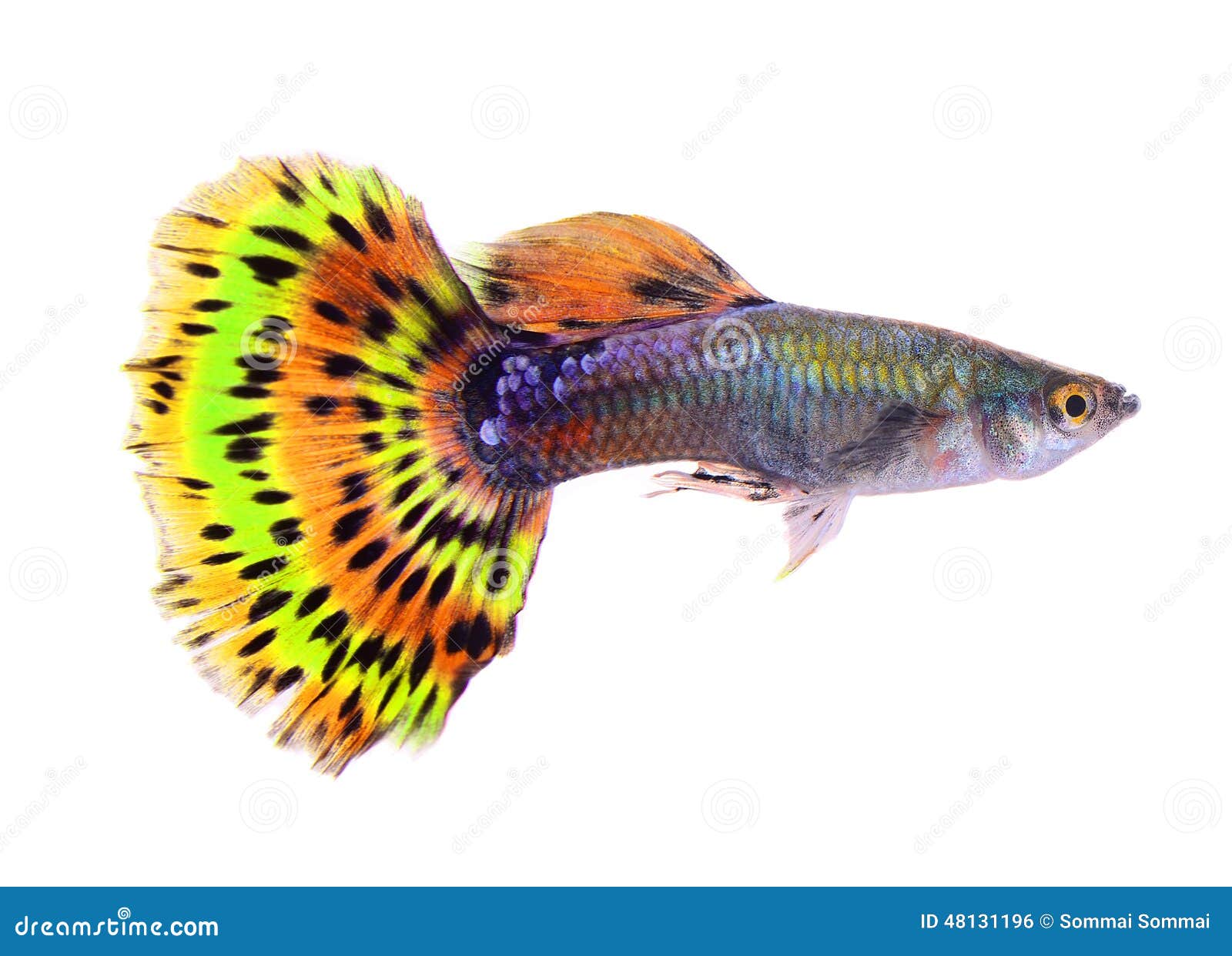 105 White Guppies Stock Photos - Free & Royalty-Free Stock Photos from ...