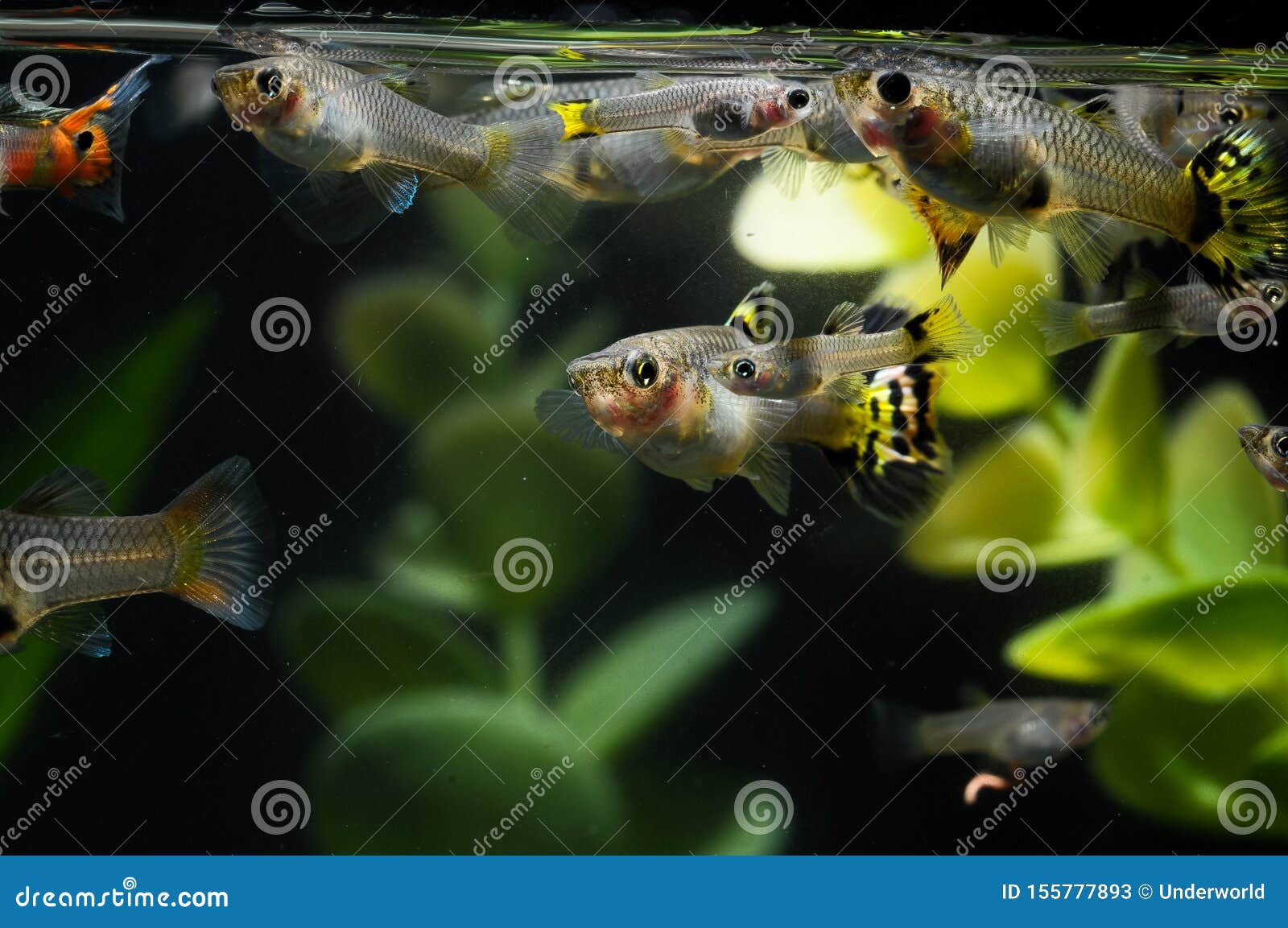 Guppy Multi Colored Fish stock image. Image of fish - 155777893
