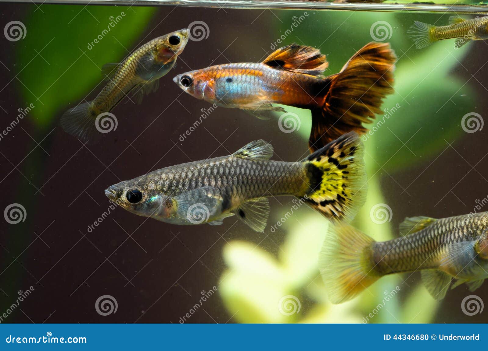 Guppy Multi Colored Fish stock photo. Image of fresh - 44346680