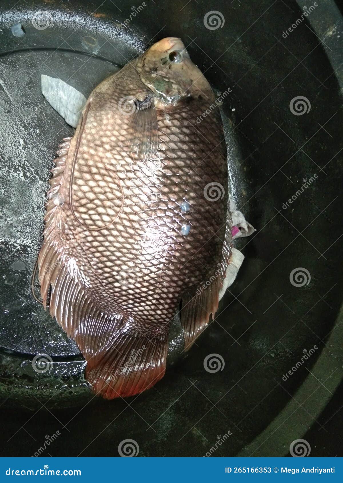 Kalui Fish Stock Photos - Free & Royalty-Free Stock Photos from Dreamstime