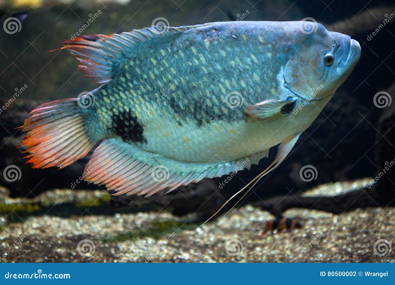 Gurami Gigante Osphronemus Goramy Foto de Stock - Imagem de animal ...