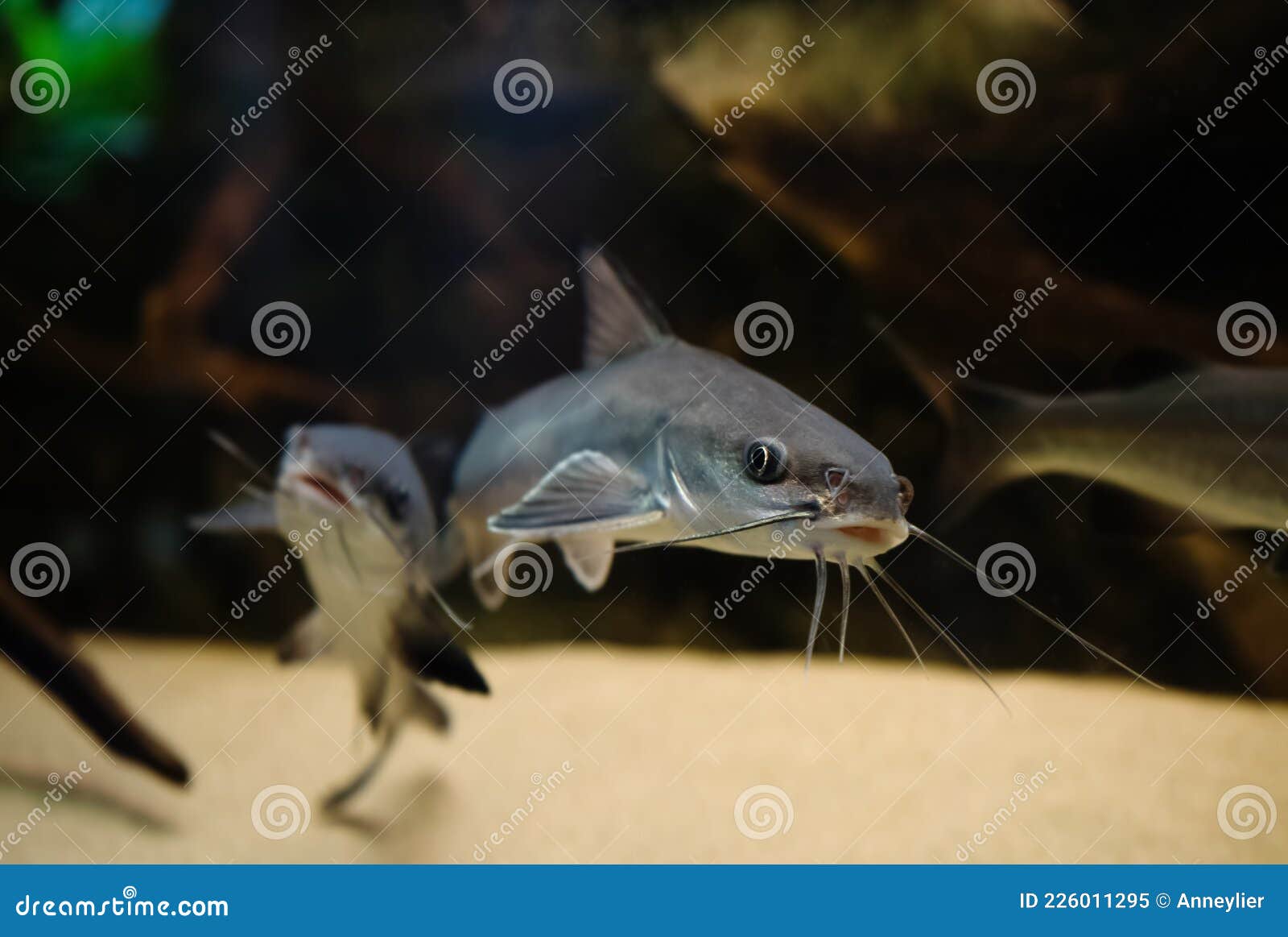 Guri Sea Catfish Genidens Genidens Stock Image - Image of fauna ...