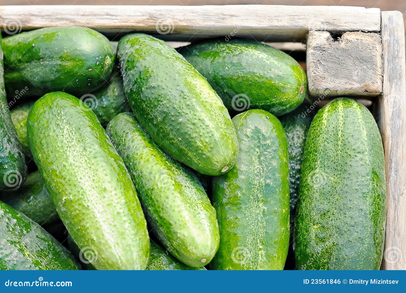 Gurkor arkivfoto. Bild av grönsak, nytt, lager, moget - 23561846