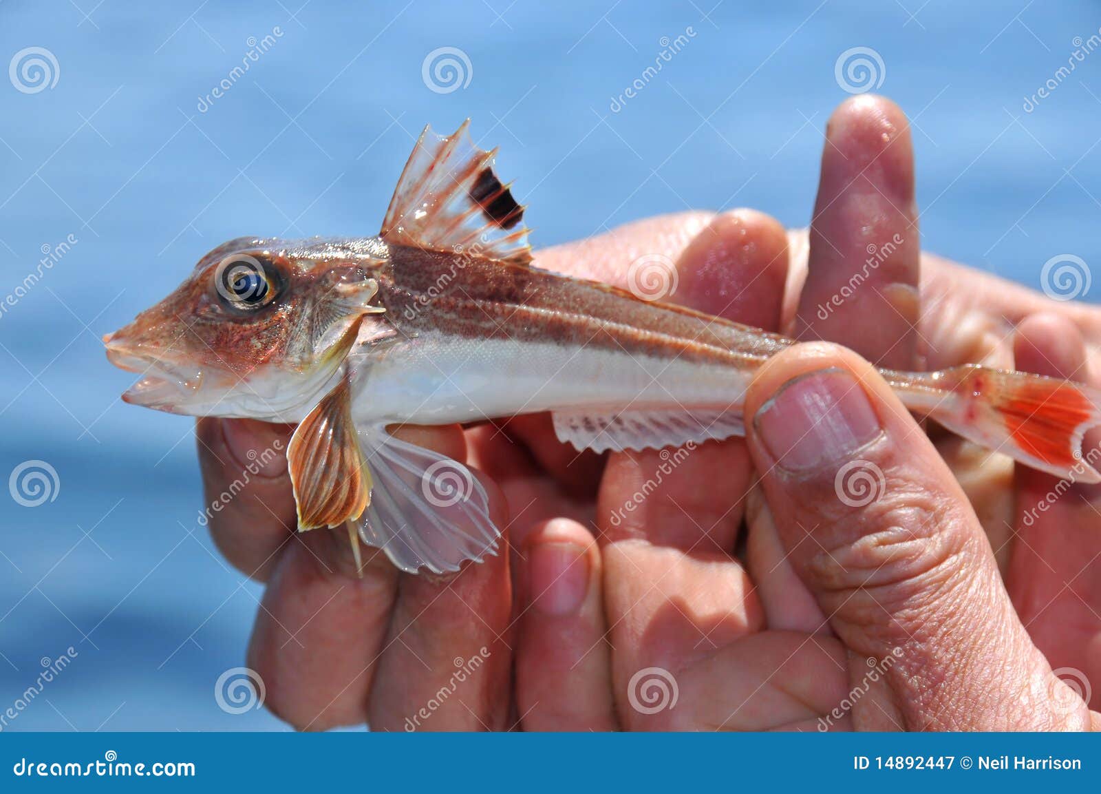 Gurnard stock image. Image of hands, alive, food, fins - 14892447