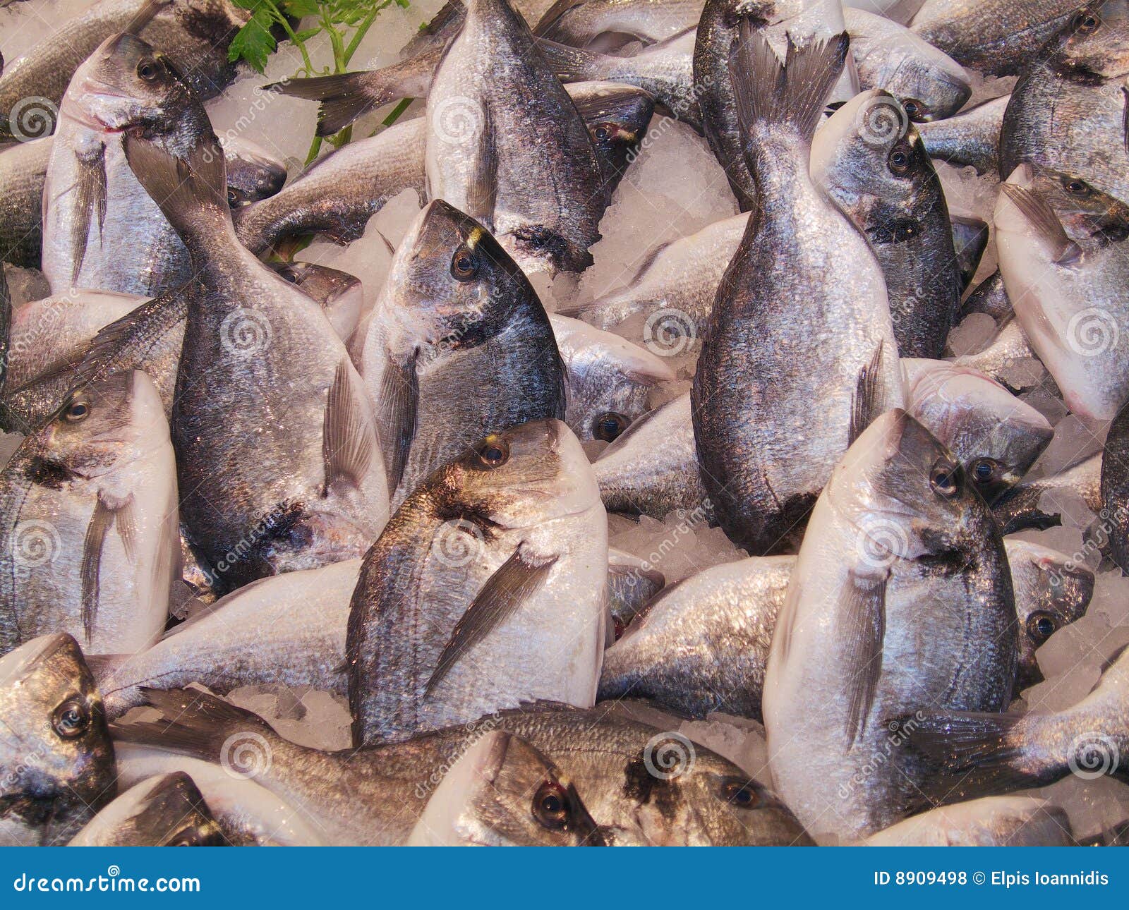 Gurnard, stock photo. Image of food, prepared, freshness - 8909498