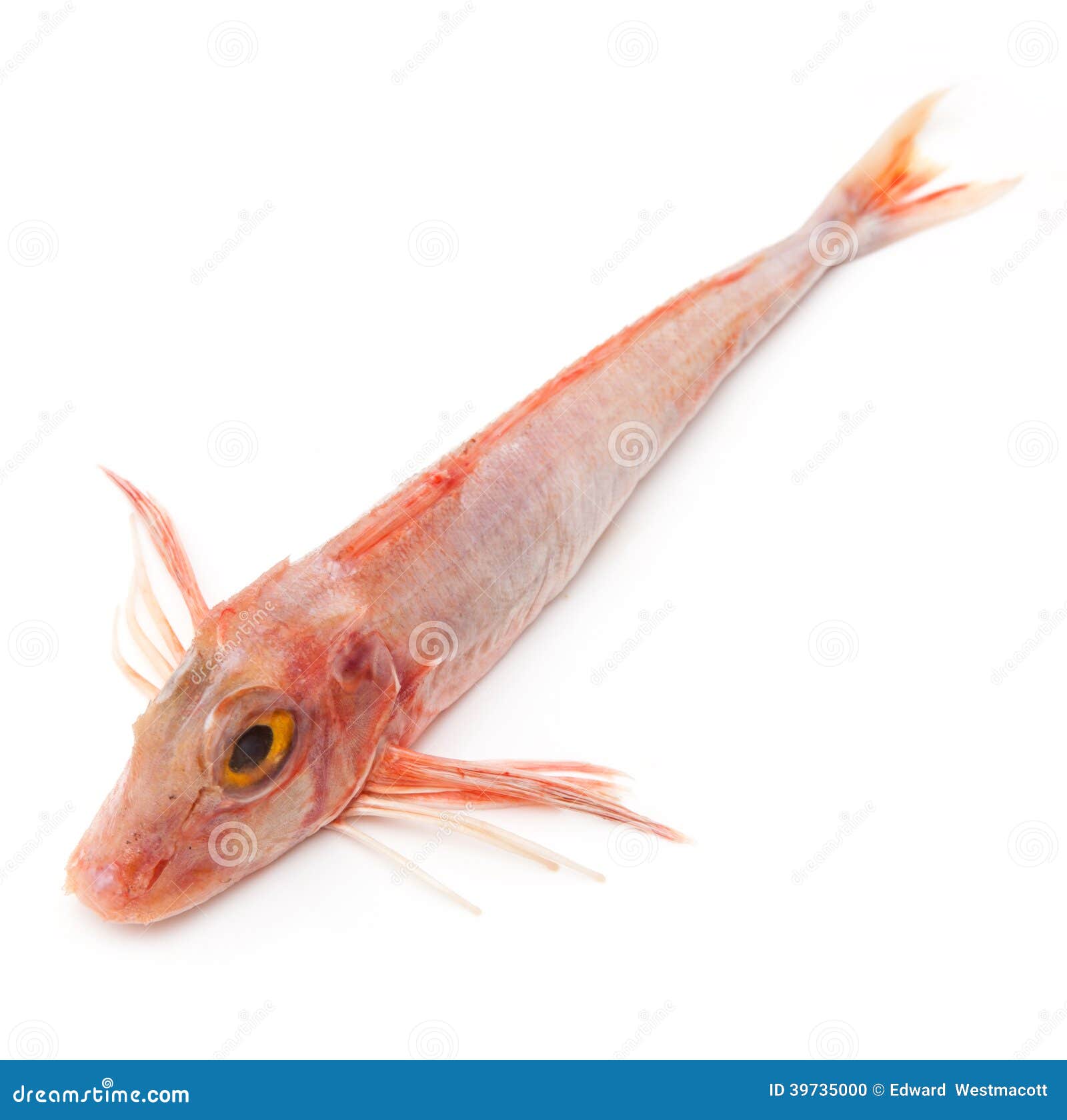 Gurnard fish stock photo. Image of fins, scavenger, white - 39735000