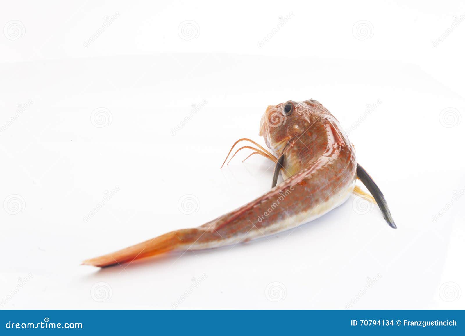 Gurnard Fish or Pesce Gallinella Stock Photo - Image of protein, white ...