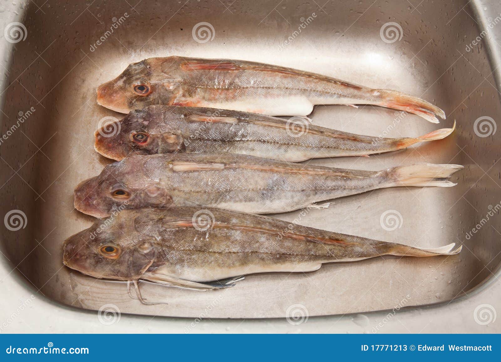 Gurnard sea fish in pan stock image. Image of gurnard - 17771213