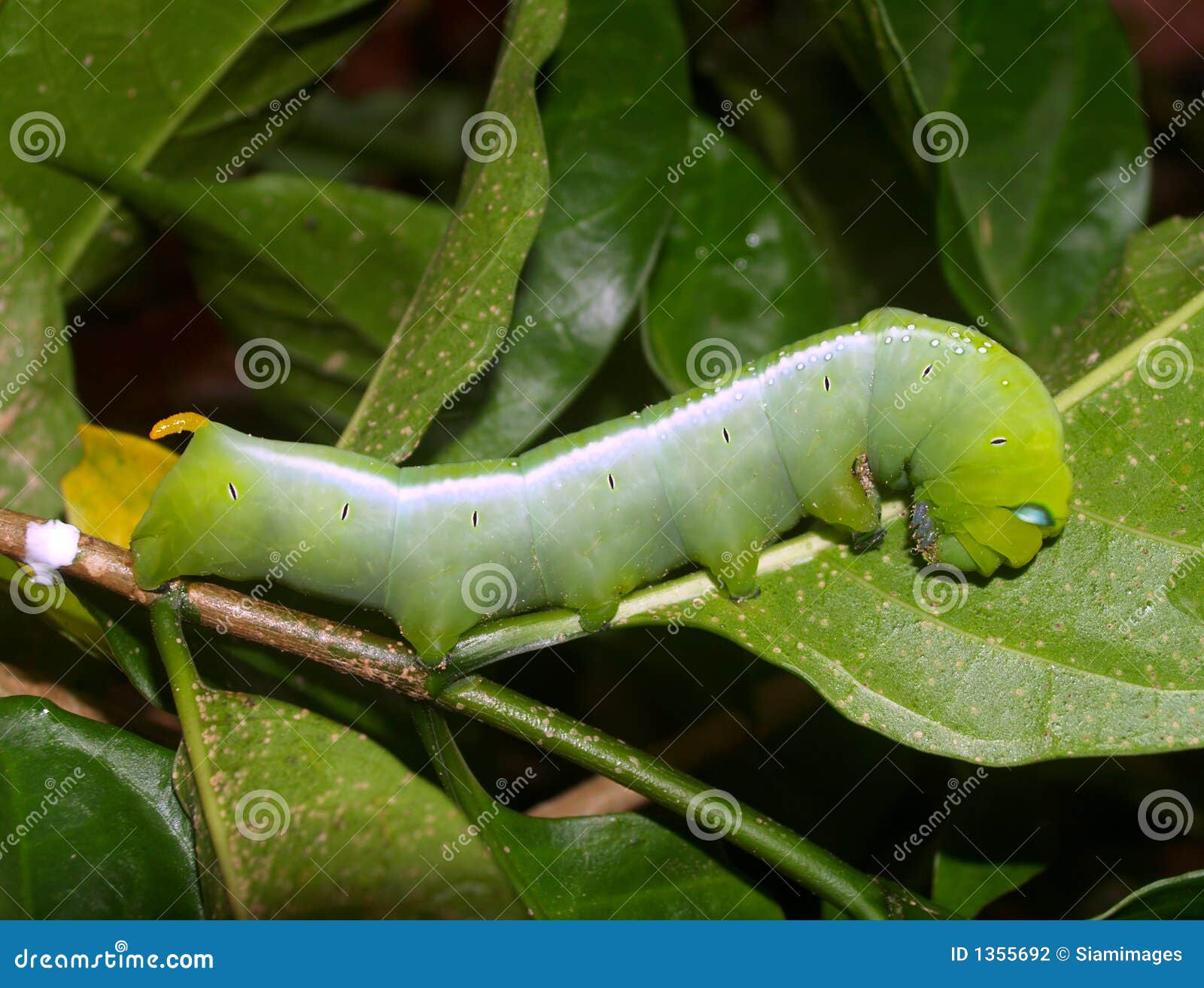 Gusano foto de archivo. Imagen de fauna, insecto, granja - 1355692