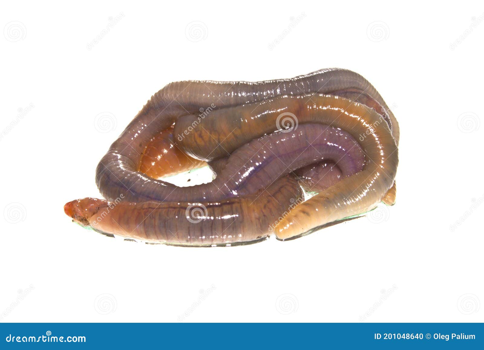 Gusano Aislado Sobre Fondo Blanco Foto de archivo - Imagen de insecto ...