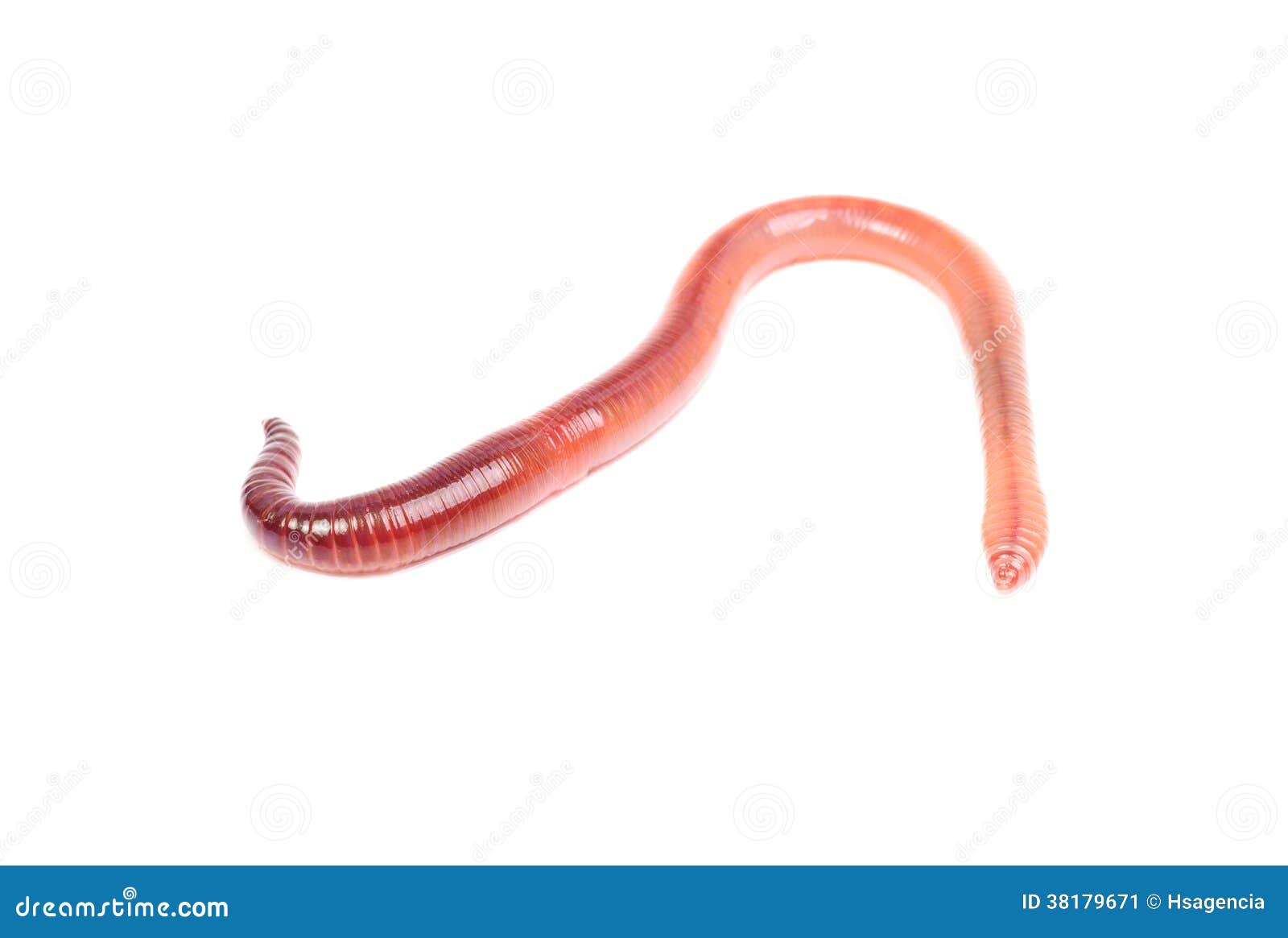 Gusano Animal De La Tierra I Imagen de archivo - Imagen de fauna ...