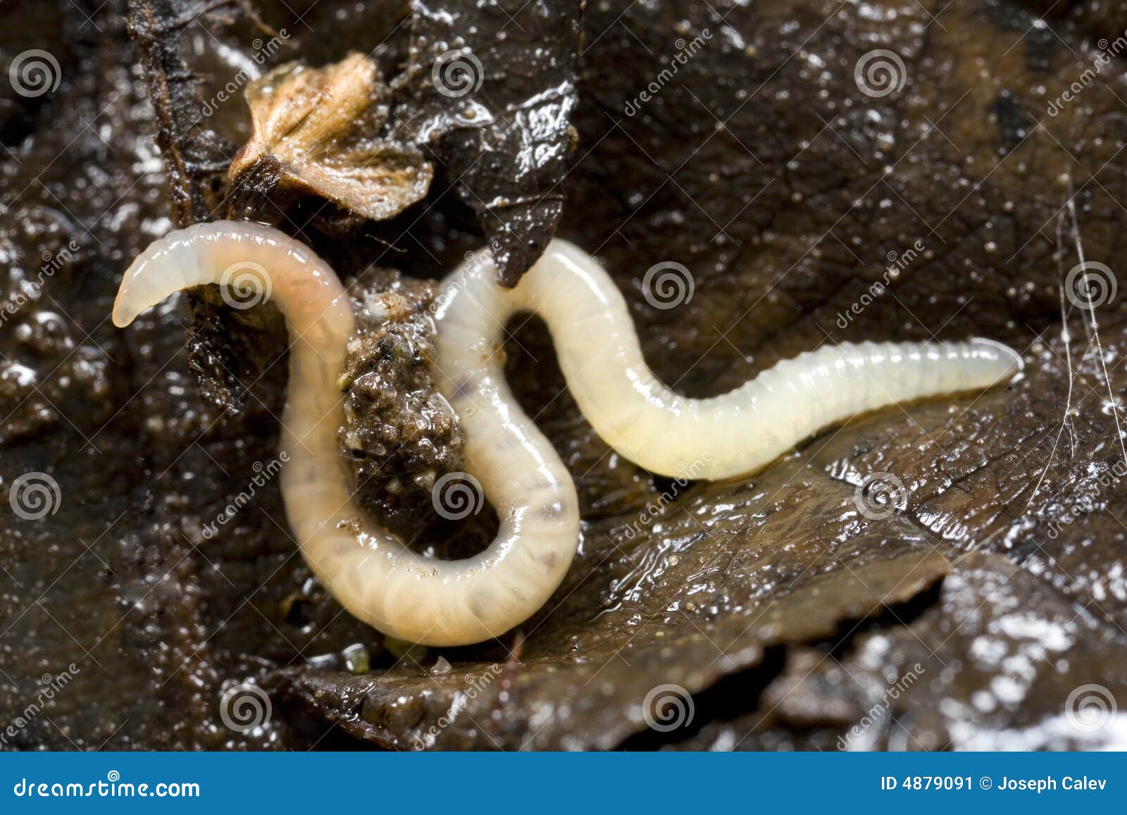 Gusano blanco en suelo imagen de archivo. Imagen de airee - 4879091