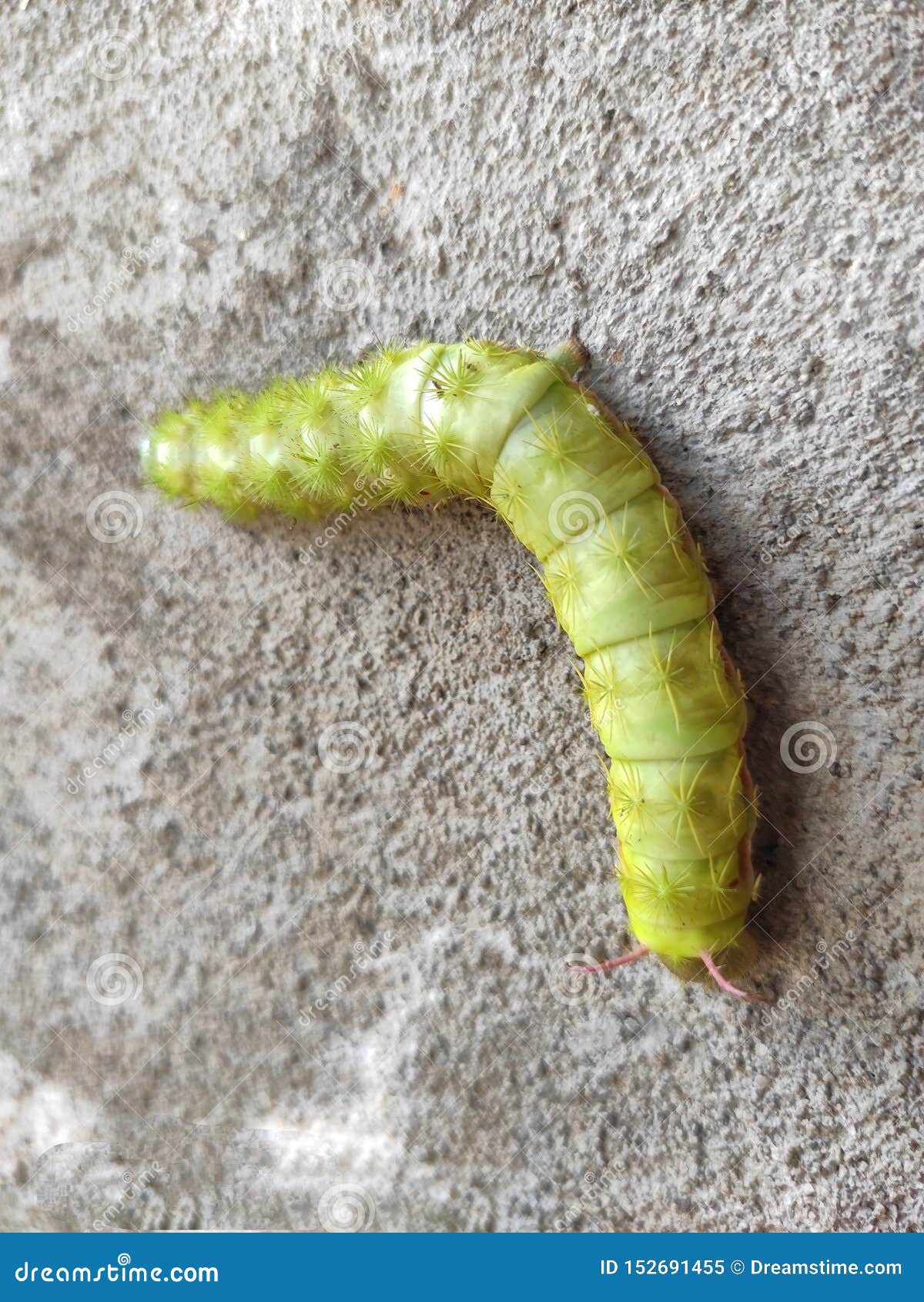 Worm Cipres stock image. Image of cause, pine, worm - 152691455