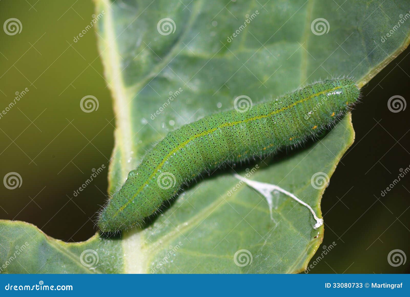 Gusano de col en la hoja imagen de archivo. Imagen de tarde - 33080733
