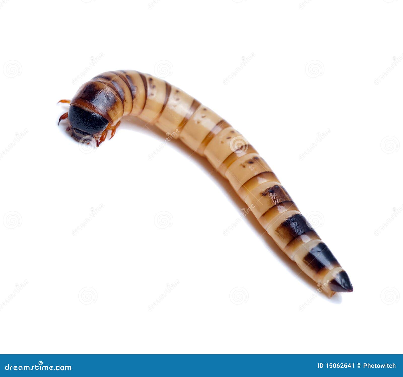 Gusano de harina en blanco imagen de archivo. Imagen de invertebrado ...